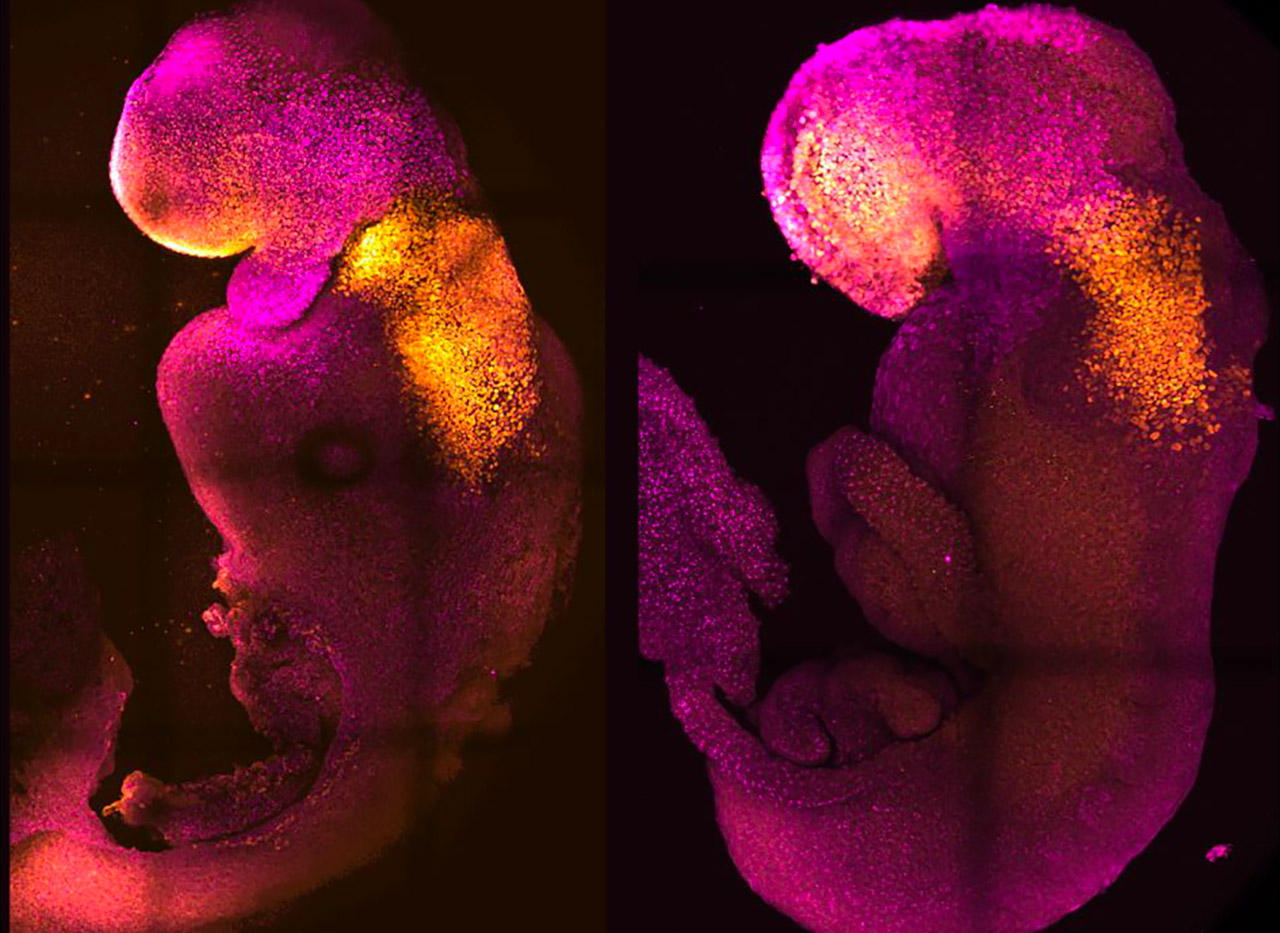 University of Cambridge Researchers Grow Synthetic Embryo with a ...